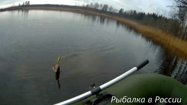 Ловля щуки в ноябре.  Воблеры на щуку . Megabass ITO SHINER ( Ито Шайнер )