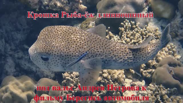 22. Крошка Рыба-ёж длинношипый под вальс Андрея Петрова к фильму Берегись автомобиля HD