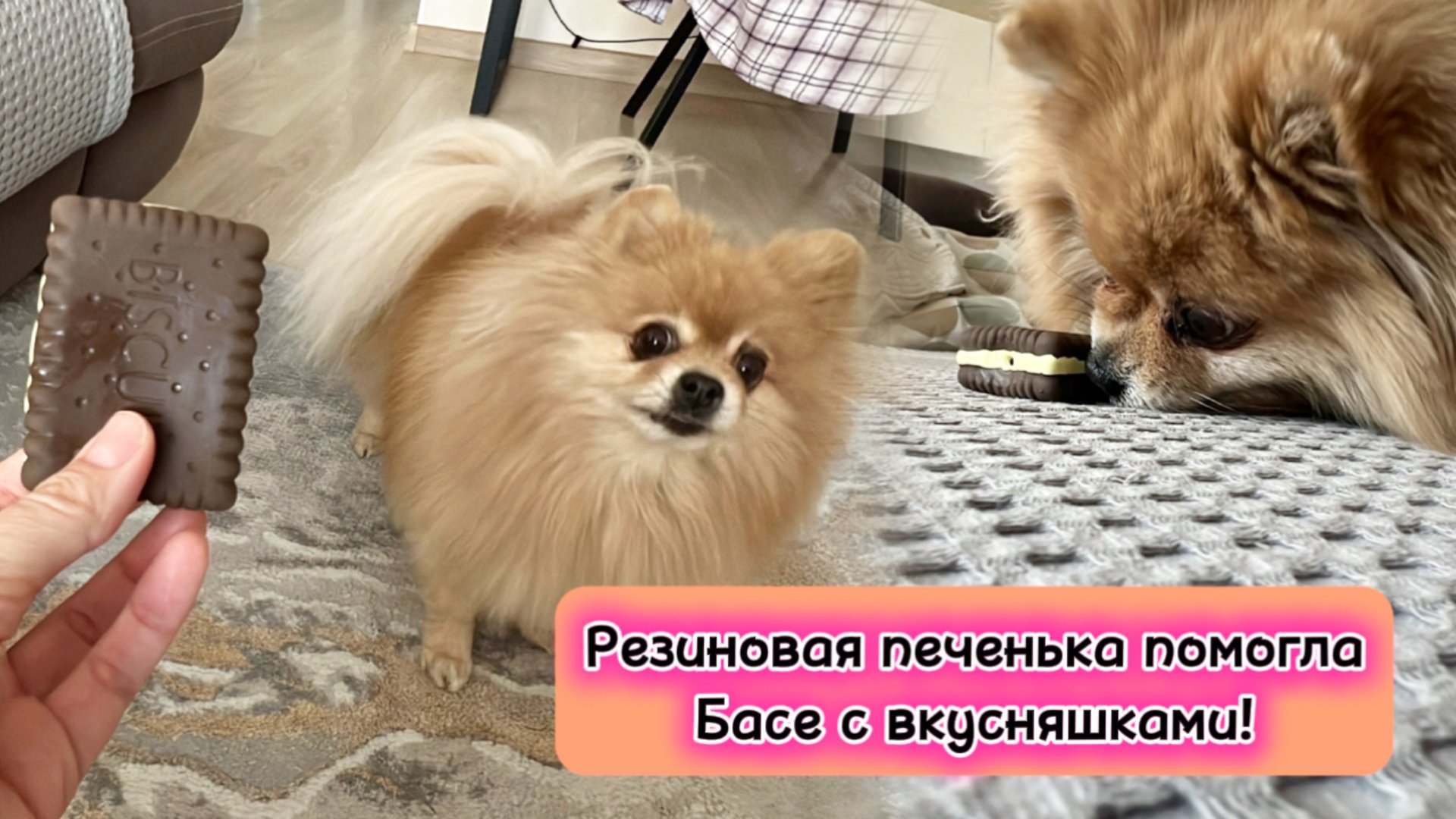 Резиновая печенька помогла Басе с вкусняшками!