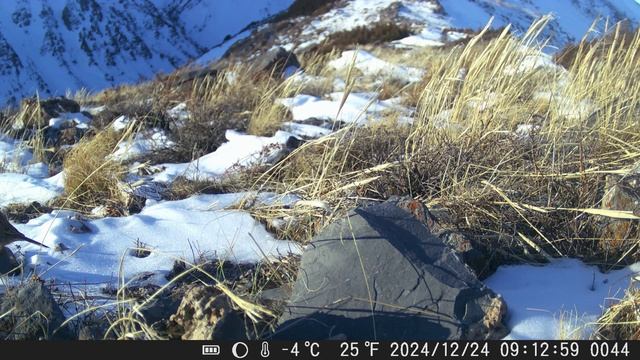 красноухая овсянка Emberiza caesia