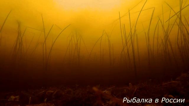 Подводные съёмки  Ловля спортивного окуня на блесну.