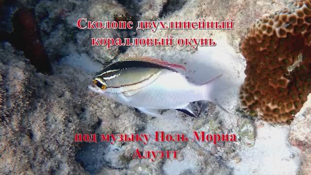 23. Сколопс двухлинейный коралловый окунь под музыку Поль Мориа Алуэтт HD