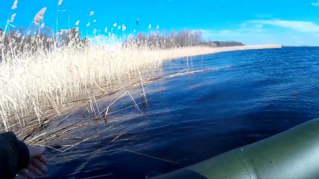 Нерест плотвы.  Весенняя рыбалка на поплавочную удочку Чудское озеро