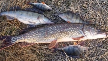 Снасть на щуку.Самолов на хищную рыбу