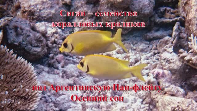 31. Сиган – семейство коралловых кроликов под Аргентинскую Пан-флейту Осенний сон HD