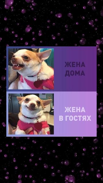 Тактика - от канала в мессенджере со смешными картинками.