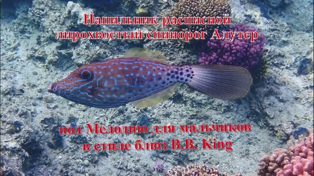 26. Напильник расписной лирохвостый спинорог Алутер под Мелодию для мальчиков в стиле блюз B.B. Ki