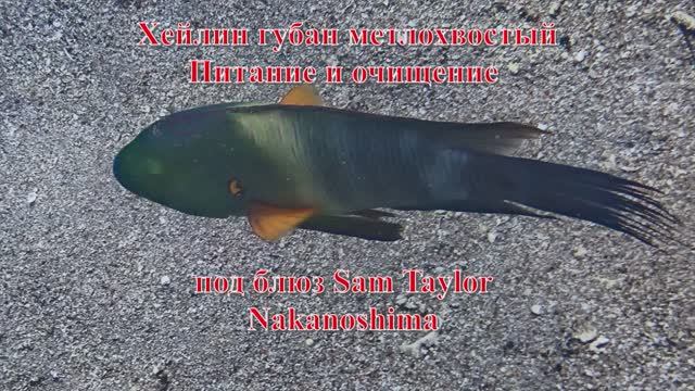 24. Хейлин губан метлохвостый Питание и очищение под музыку Sam Taylor блюз Nakanoshima HD