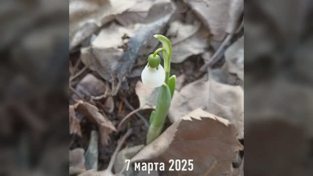 Подснежники (галантусы Эльвеза) к 8 марта