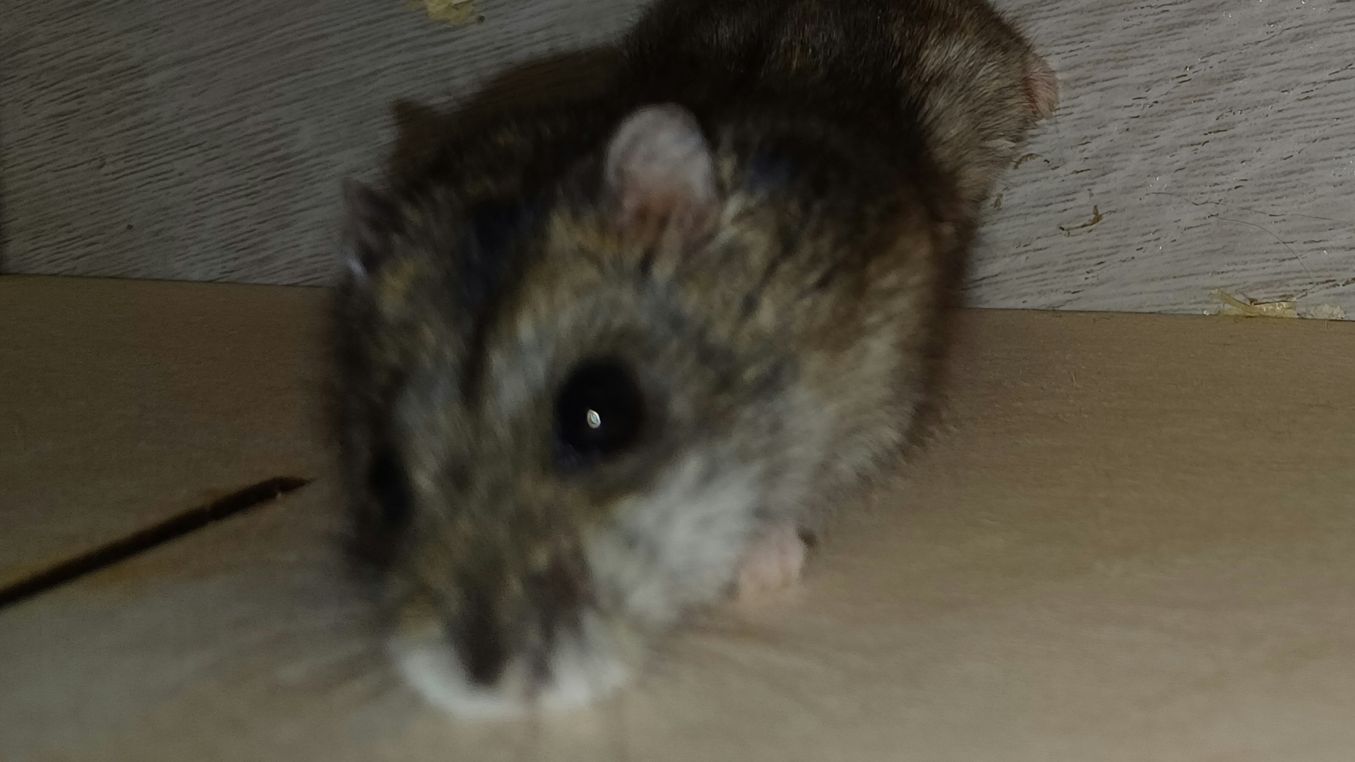 хомяки играют мини игры