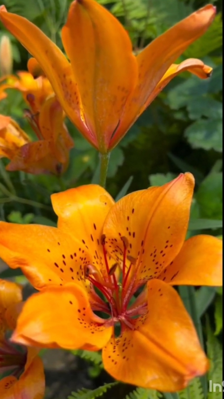 Забудь... А. Романюта (песня -огонь)