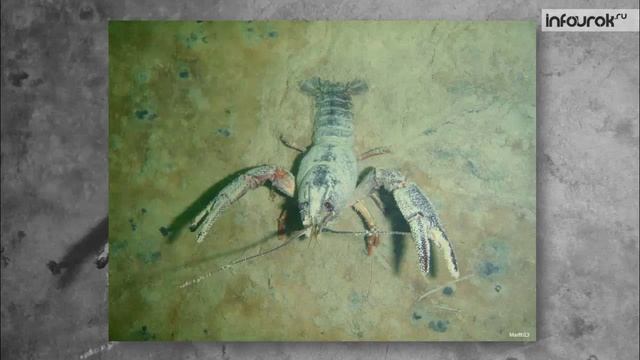 22. Тип Членистоногие Класс Ракообразные