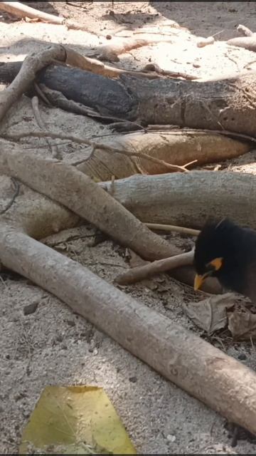 Майна обыкновенная в Тайланде