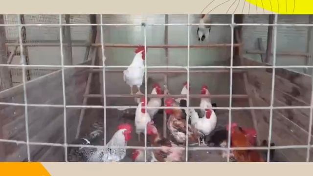 Экскурсия на ферму