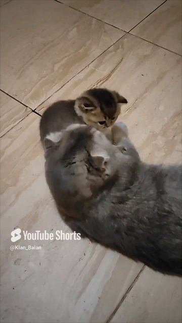 Мамина доча подрастает #котики #шотландскиекотята #котенок