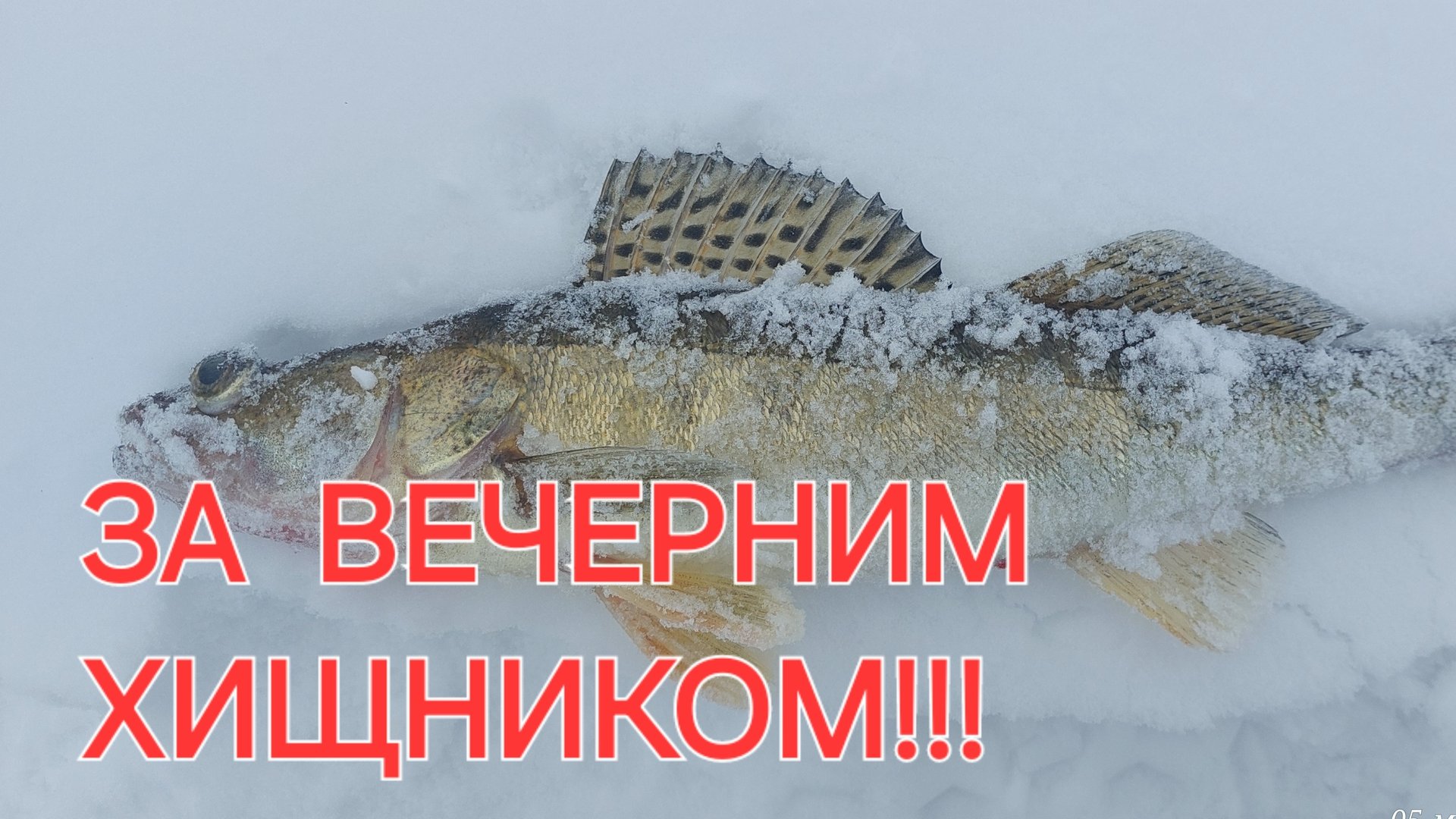 Ловля хищника на вечерней зорьке.Март 2025г.