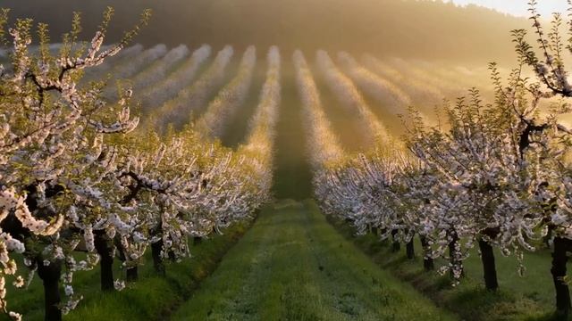 Футаж Цветущий яблоневый сад - 2