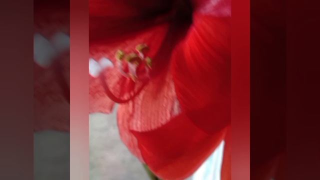 ГИППЕАСТРУМ