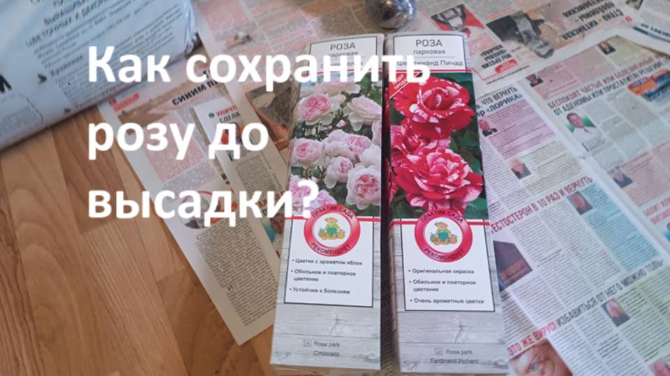 Как сохранить розу до высадки в грунт?