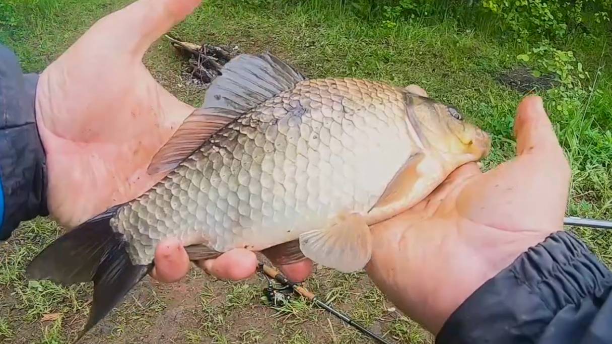 СТАРЫЙ КАРАСЯТНИК НАУЧИЛ! Забытые насадки для карася, которые выручают