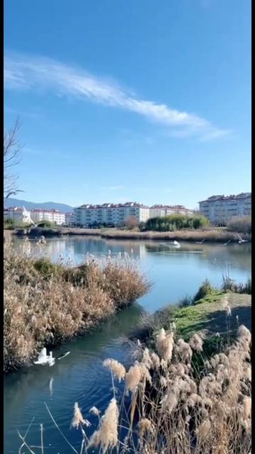 ❗Сочи в январе 2025 г.💥 #shorts #short #shortsvideo #сочи #отдых #путешествия