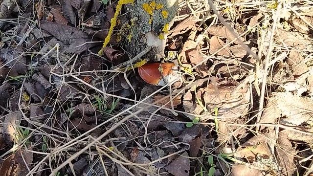 8 марта грибной день