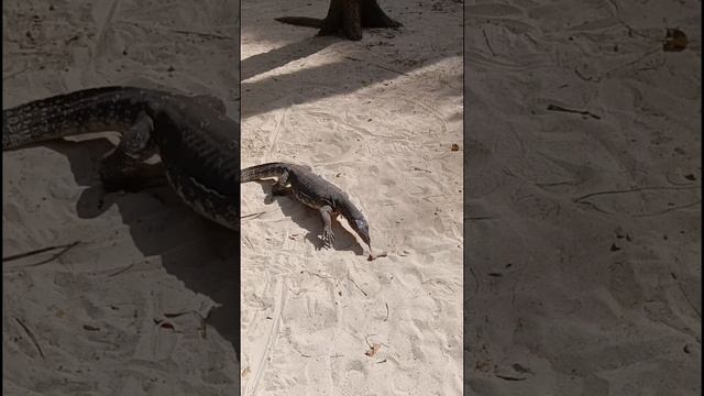 Вараны в Тайланде