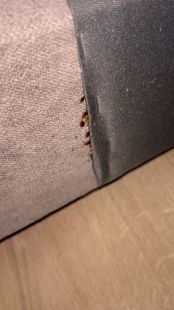 И снова клопы спрятались в укромном месте 🤷♂️