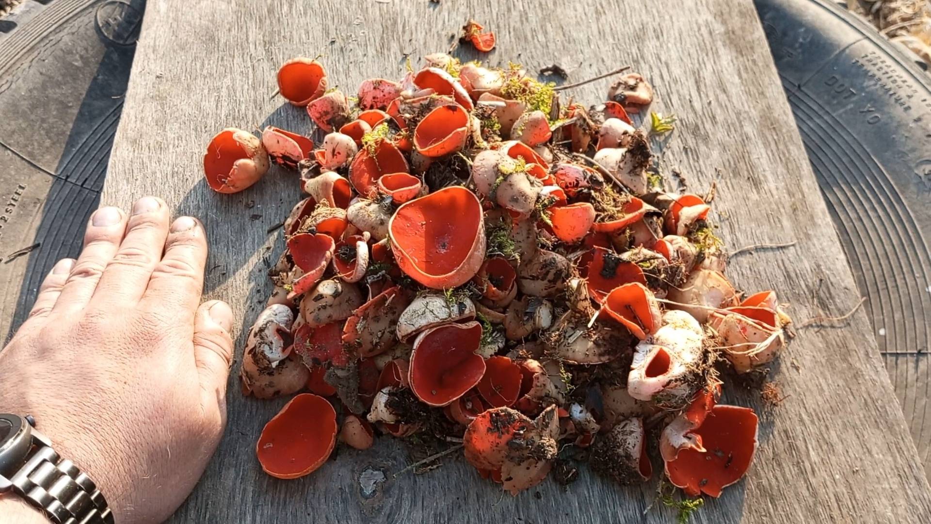 Весенние грибы - саркосцифы