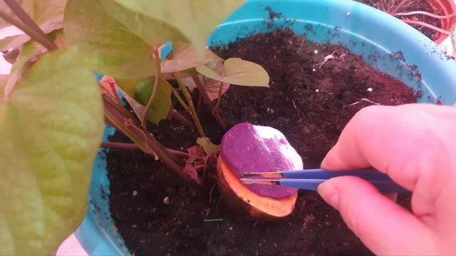 Живые растения дома. Батат. Эксперименты продолжаются.