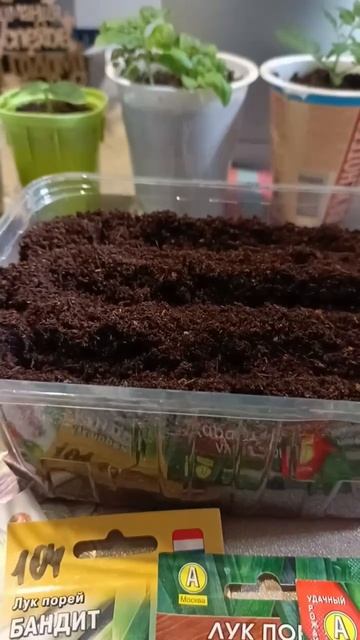 Сеем лук порей, учитываем все тонкости