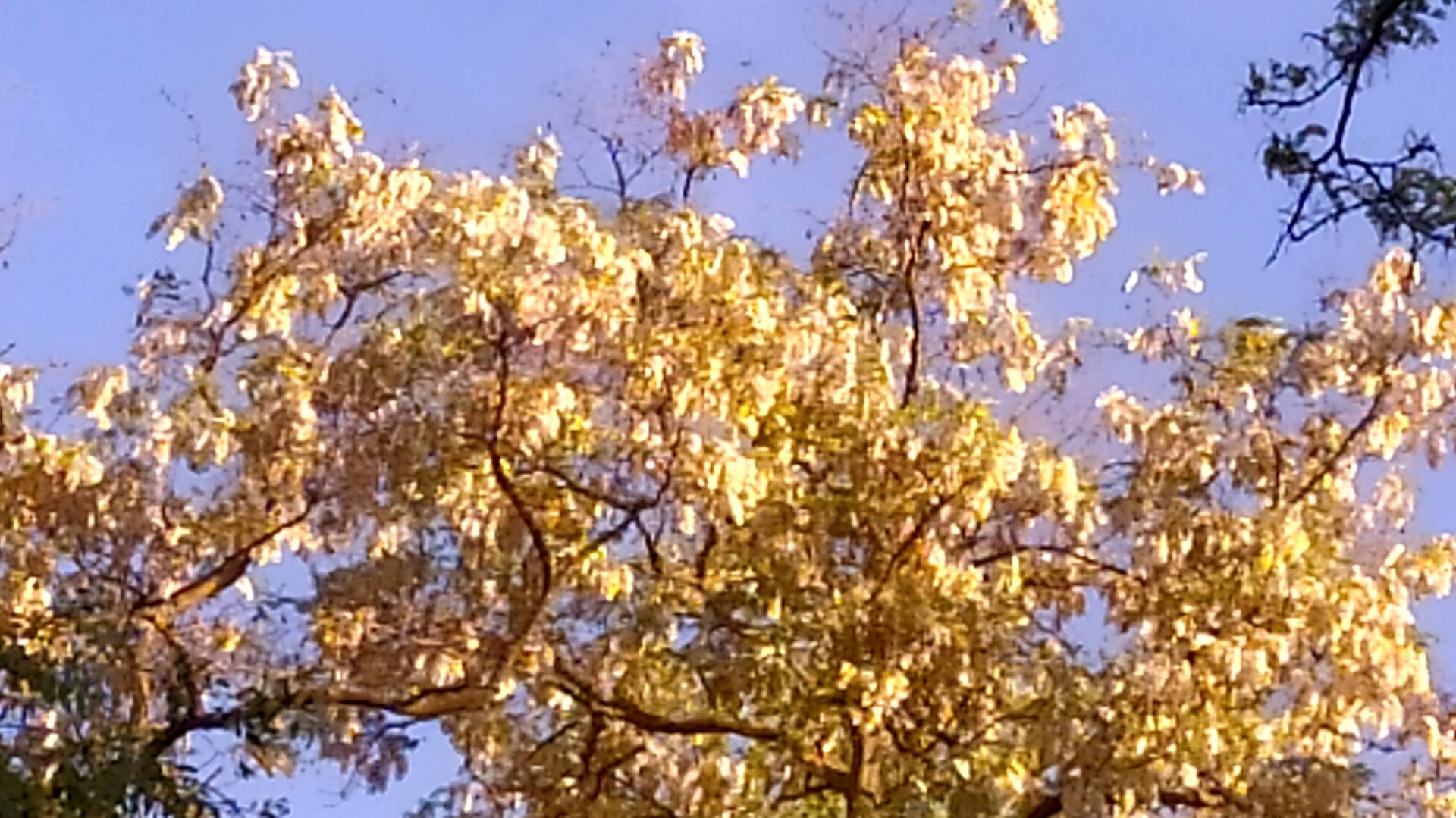 Цветущий Крым. Ч.11. Поздняя весна Белая акация. Айва, ирисы, сирень. Весеннее путешествие.