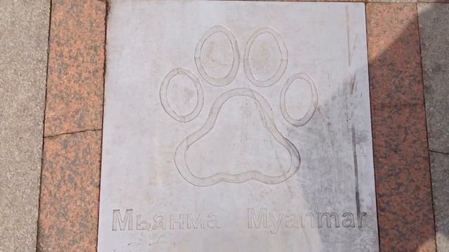 Следы тигра по Набережной