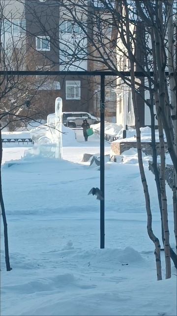 Воробьиные выкрутасы