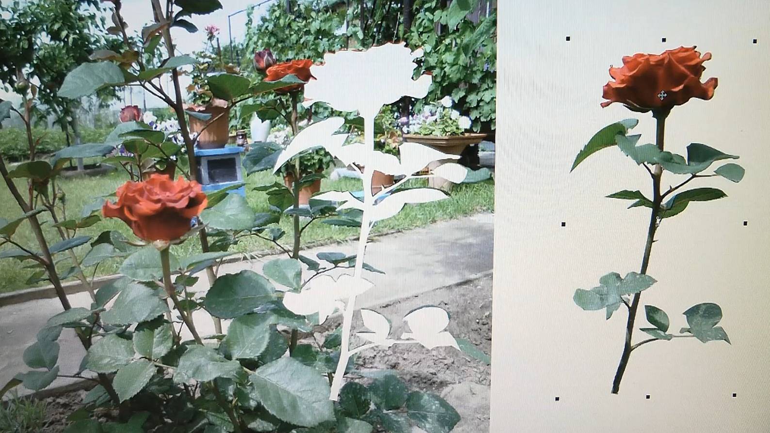 Роза Эль Торо. Описание сорта. Размножение черенками.