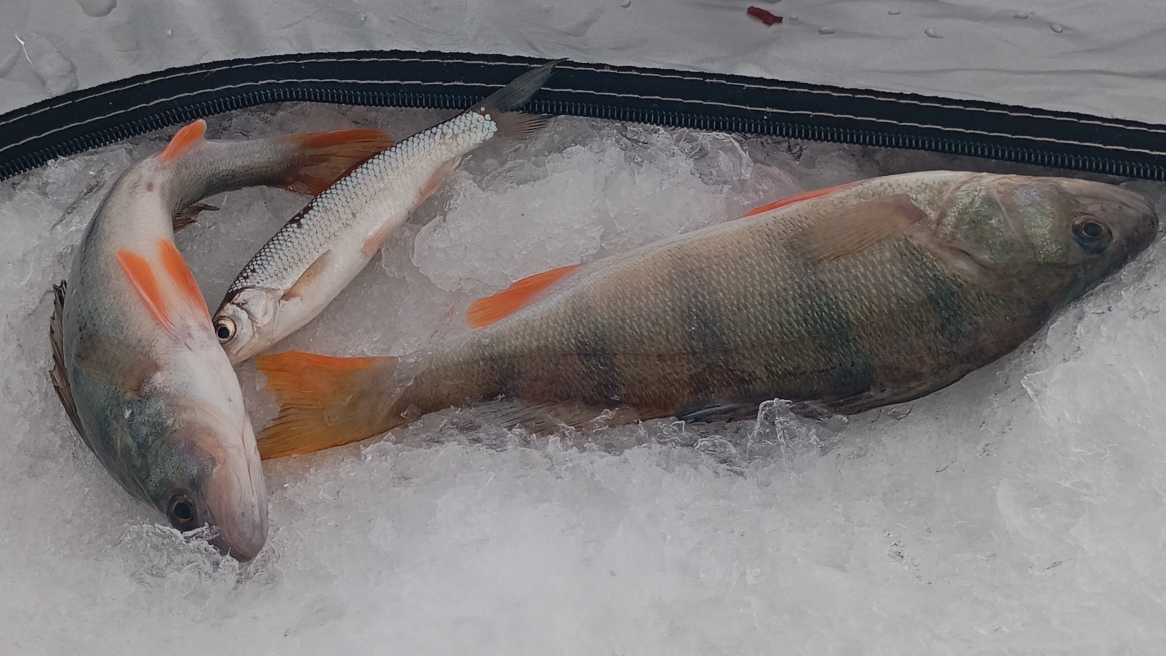 Поиск и ловля крупного окуня весной в Сибири 👍👍👍✊