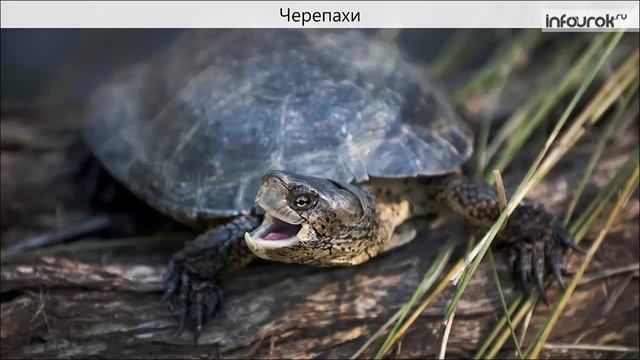 34. Многообразие и роль пресмыкающихся в природе и жизни человека
