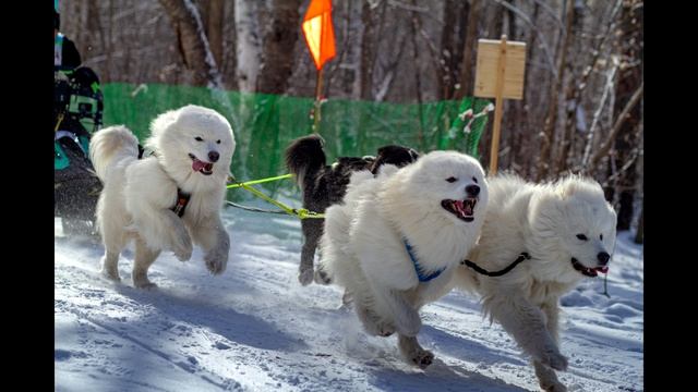 Легенда Амура. Часть 2.