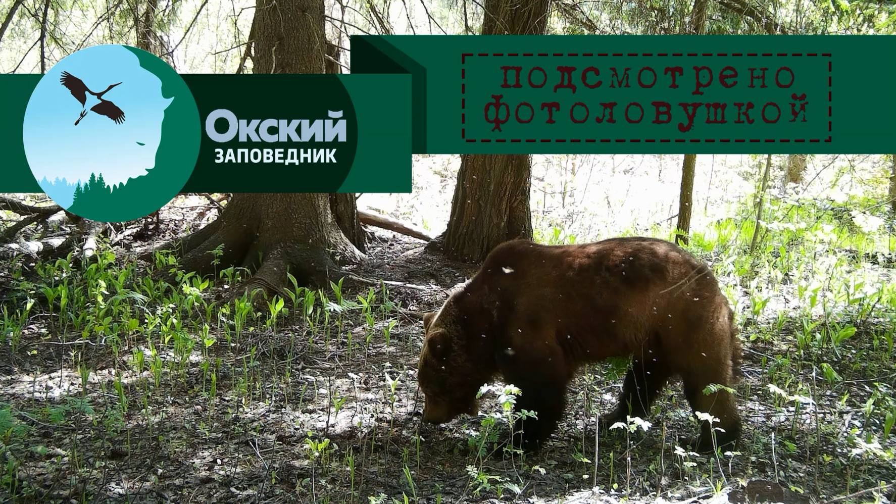 Медведи в Окском заповеднике