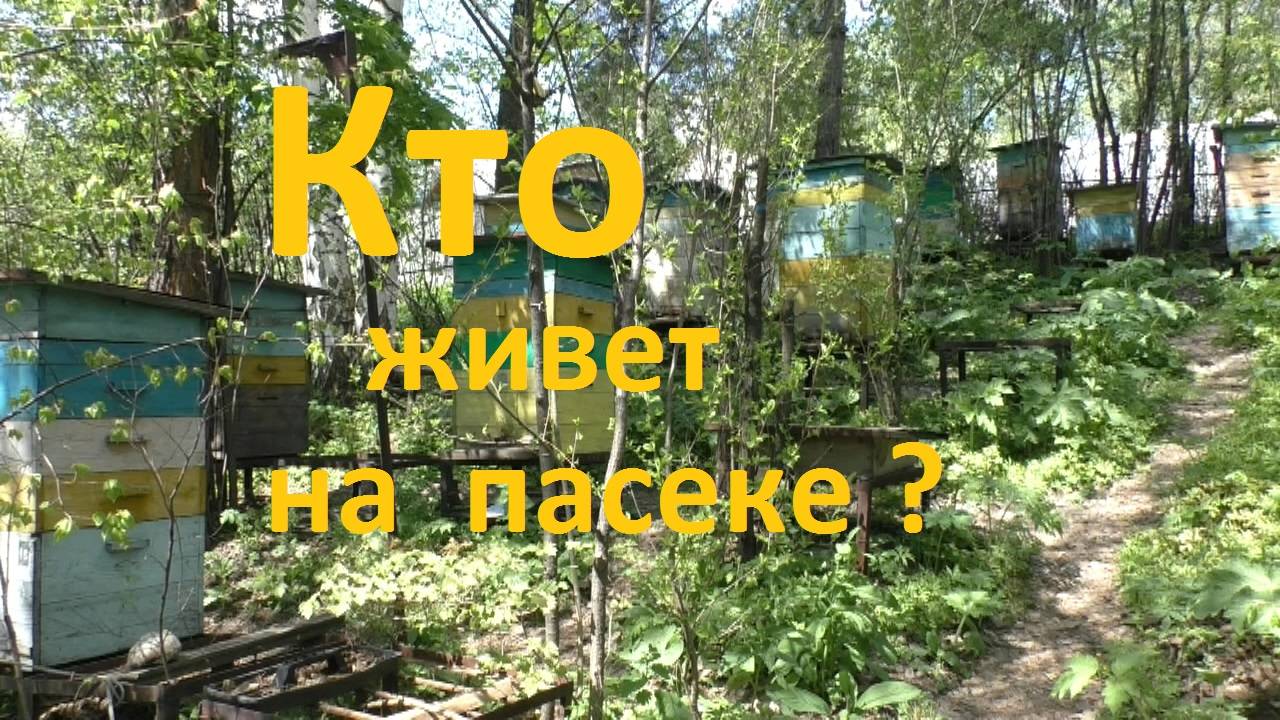 На пасеке не только пчелы