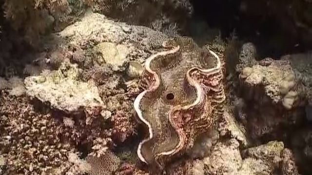 2003_Пять дней на преКРАСНОМ МОРЕ