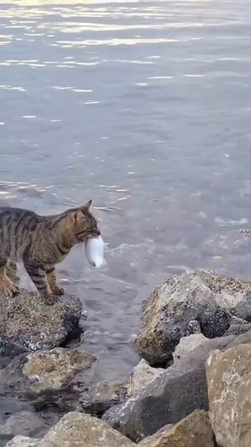 Кот рыболов.