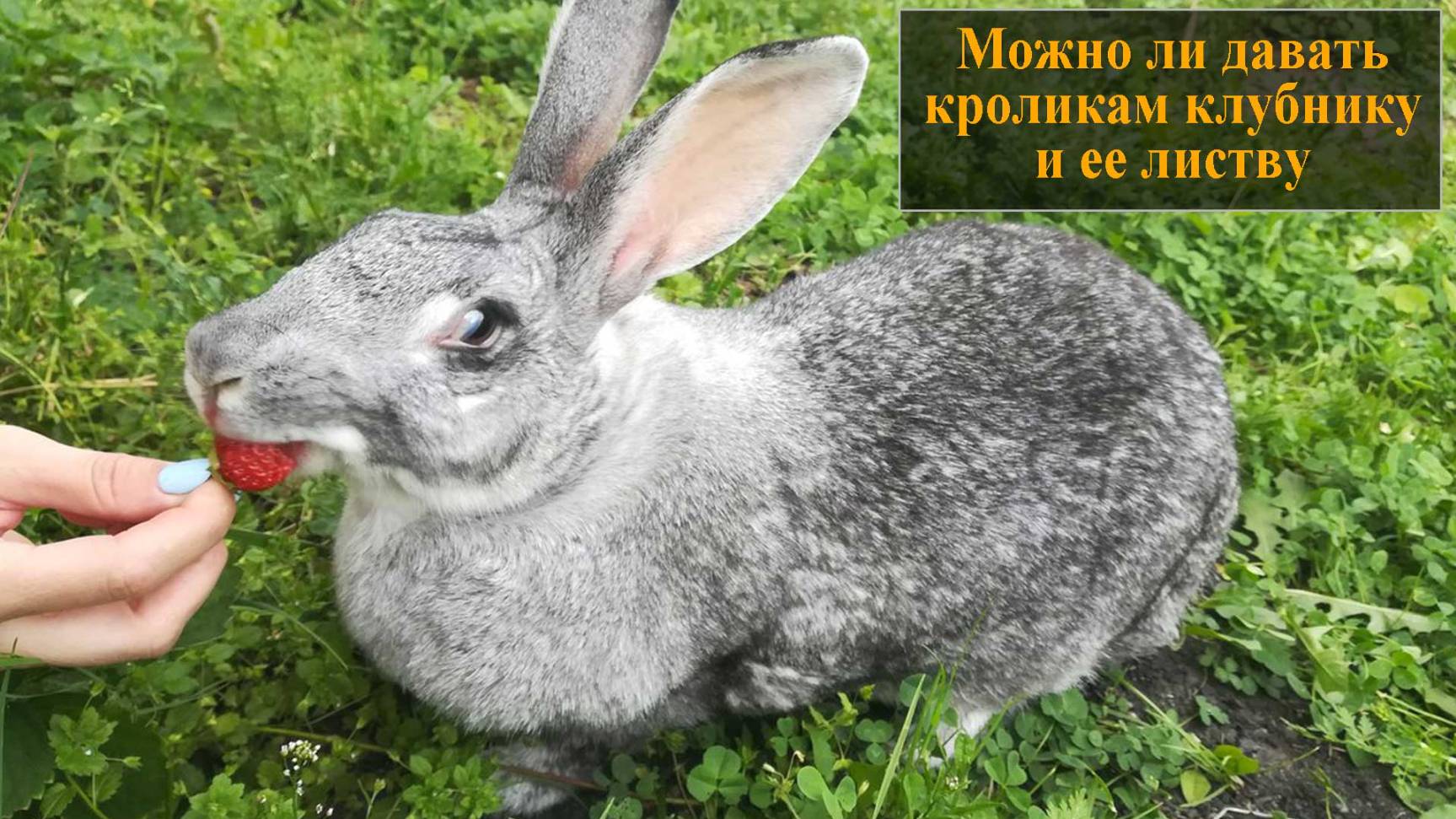 Давать клубнику кролику