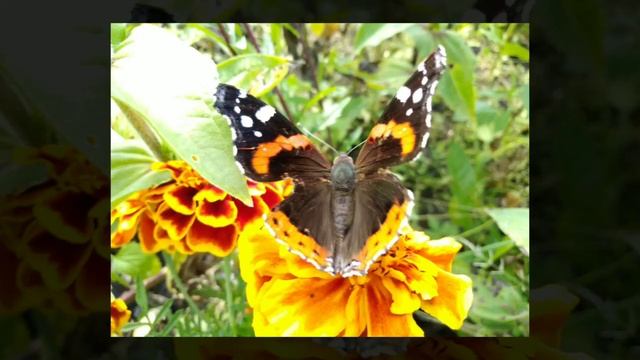 Бабочка  на цветке