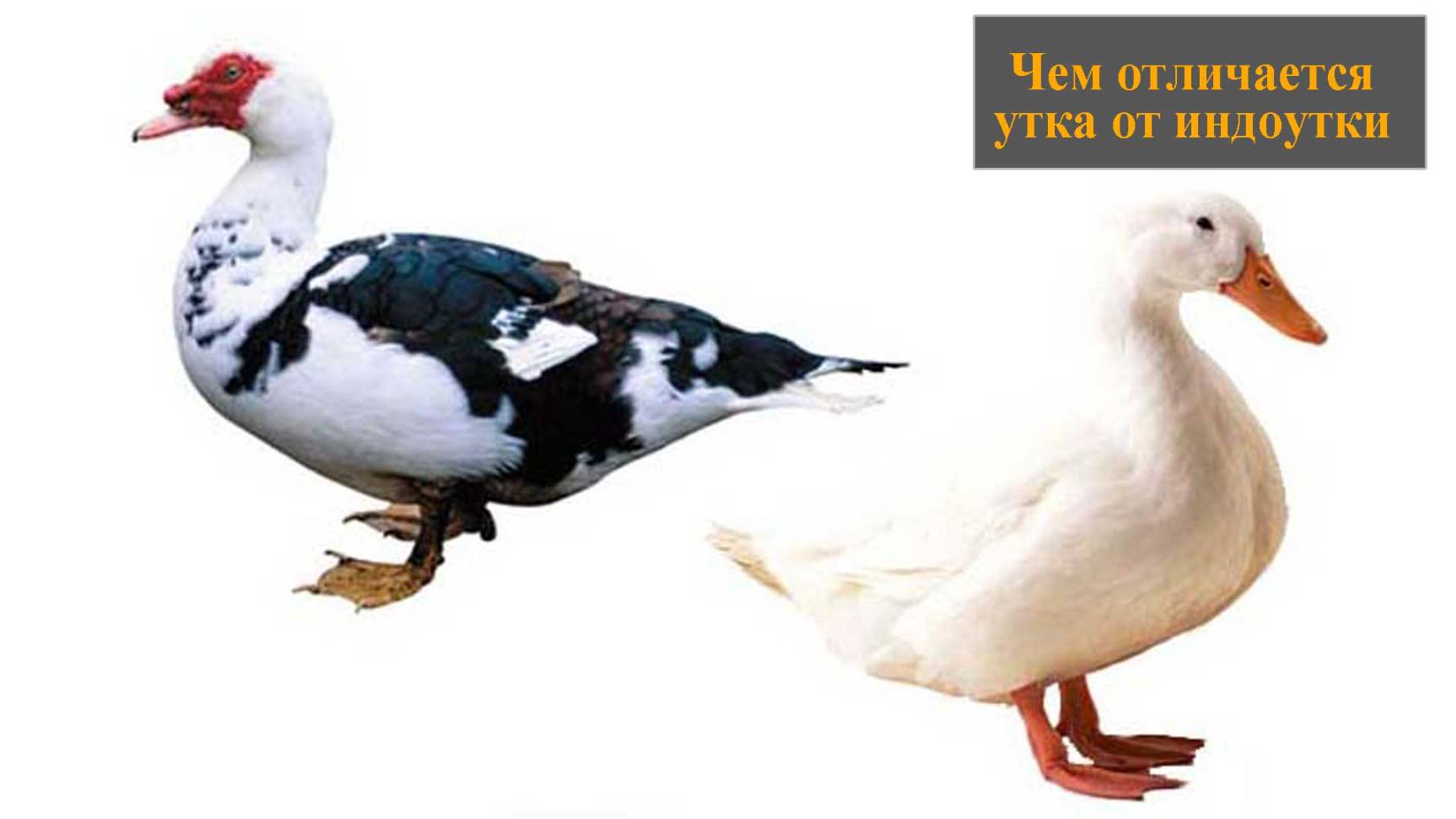 Чем отличается утка от индоутки