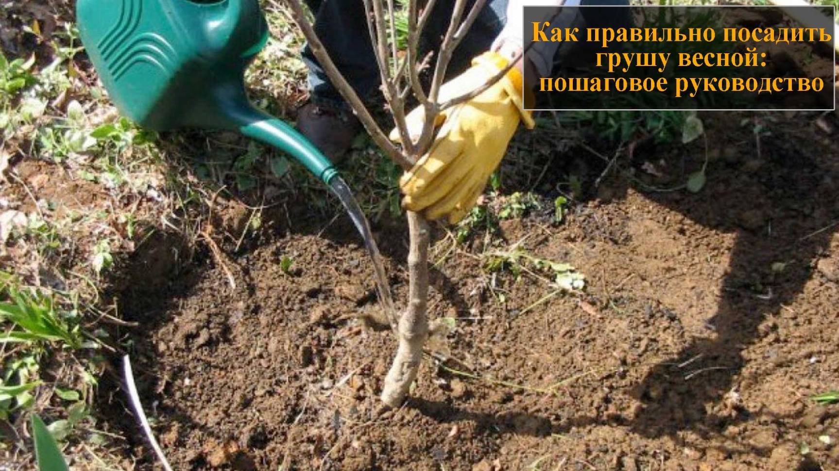 Как правильно посадить грушу весной