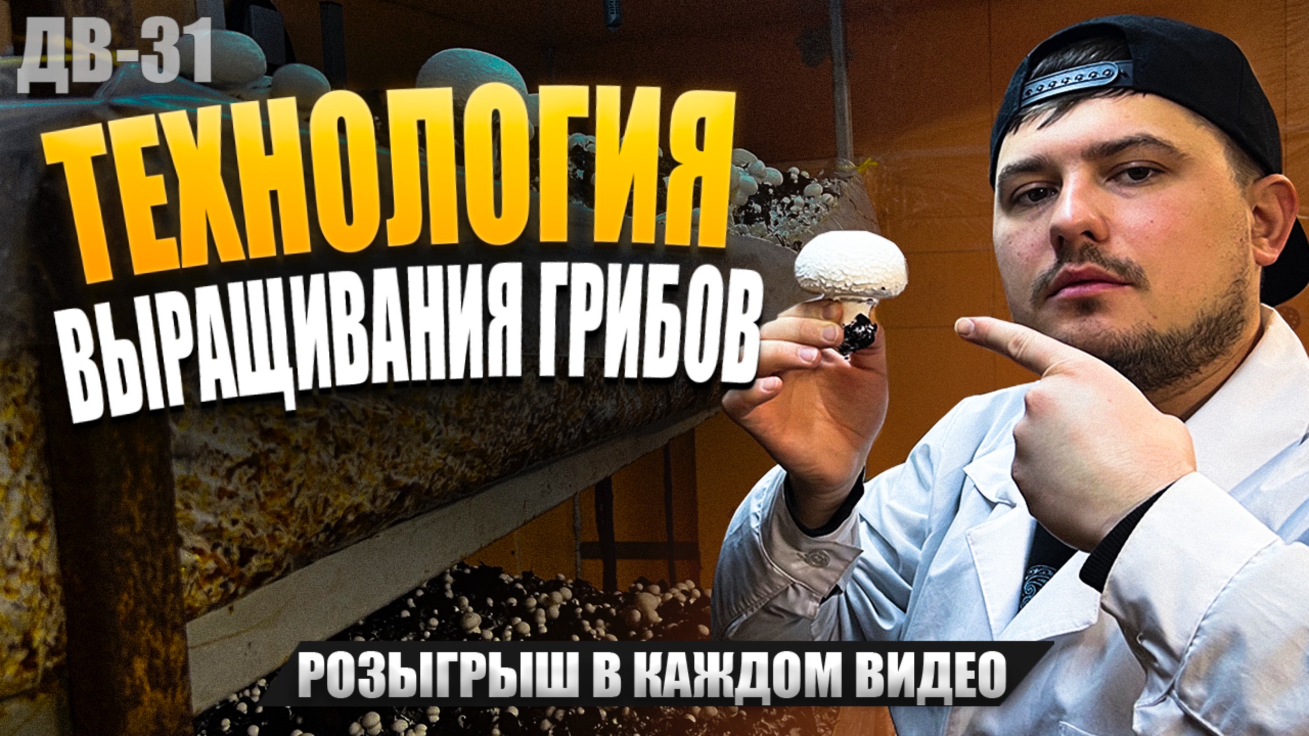 ФАЗА "СТОП" | ГРИБЫ В ПОДВАЛЕ | ДВ31