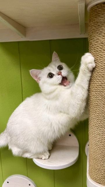 Я пою потому что у меня есть когтеточка