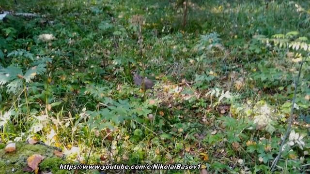 В лес по грибы.