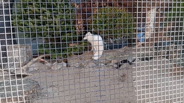 8 марта 2025год/московский зоопарк/атмосферное видео/